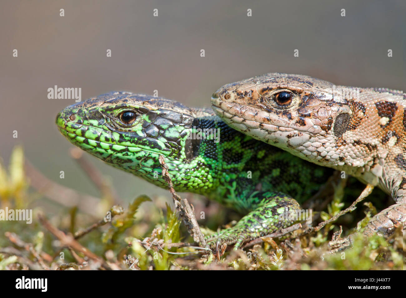 Male and female sand lizards hi-res stock photography and images - Alamy