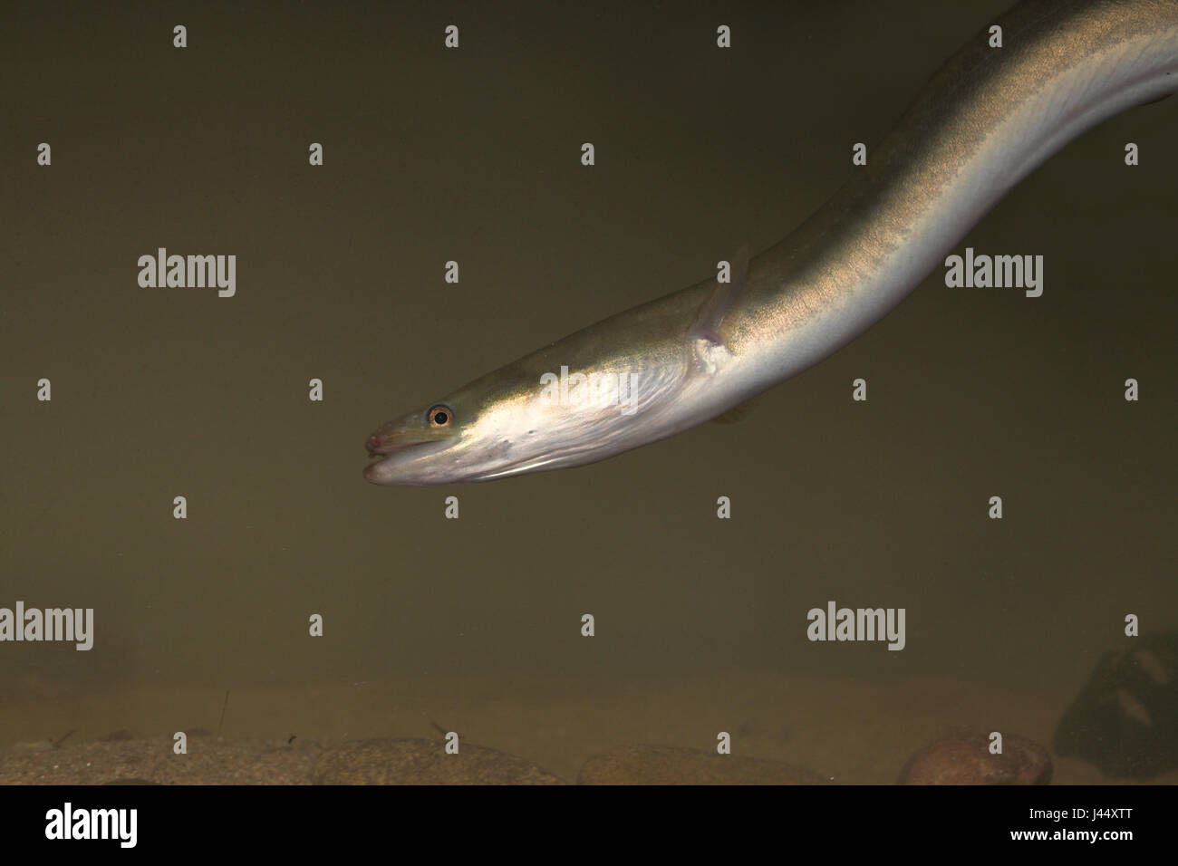 Sand eel hi-res stock photography and images - Alamy