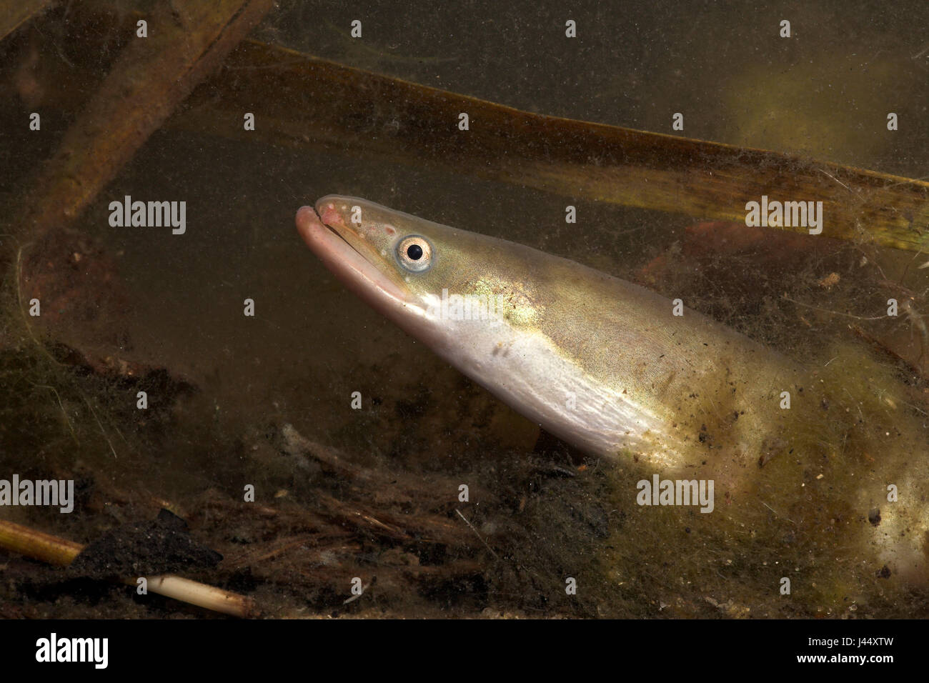portrait of an eel between dead plant material on the bottom Stock ...