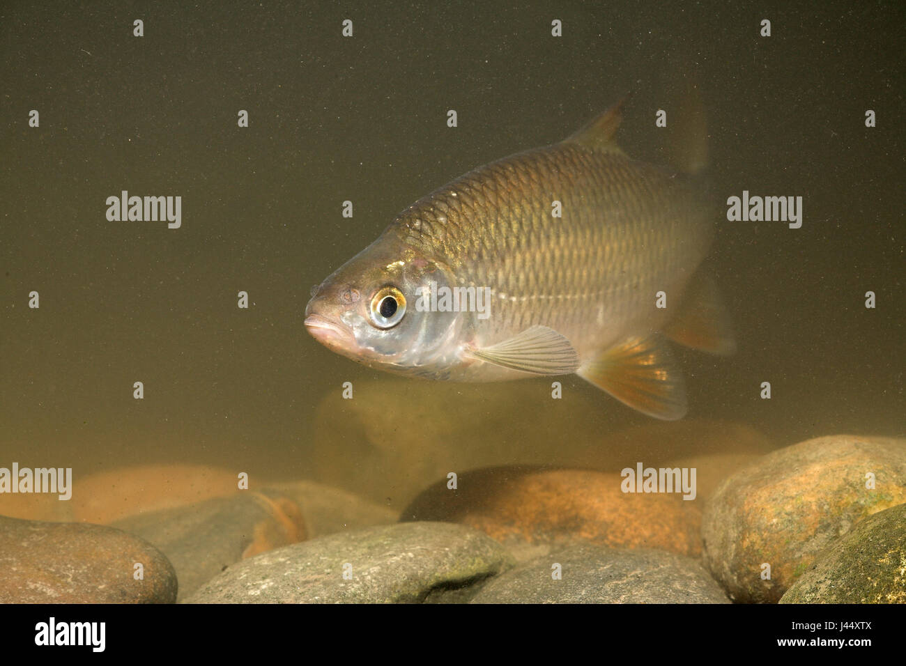 Roach fish swimming hi-res stock photography and images - Alamy
