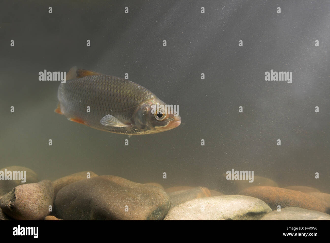swimming roach with light coming from above Stock Photo - Alamy
