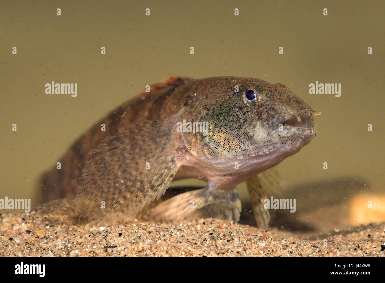 Tubenose goby in typical position standing on its bellyfin Stock Photo ...