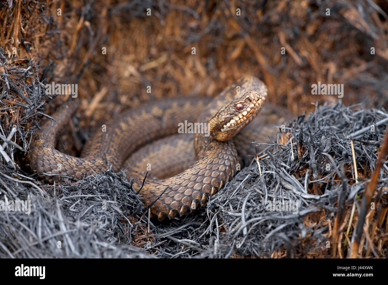 photo of a viper that survived the fire in the fochterloerveen Stock ...