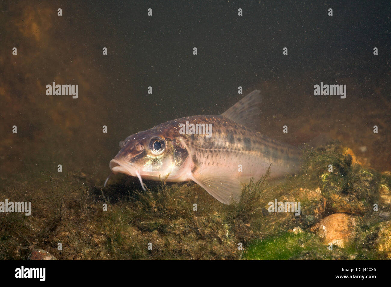 Gudgeon fish hi-res stock photography and images - Alamy
