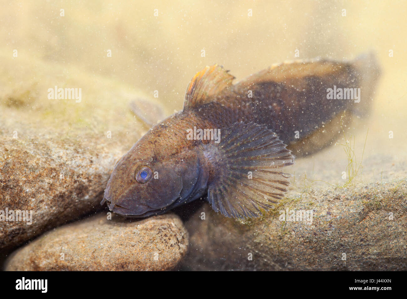 Male tubenose goby in breeding colours Stock Photo - Alamy