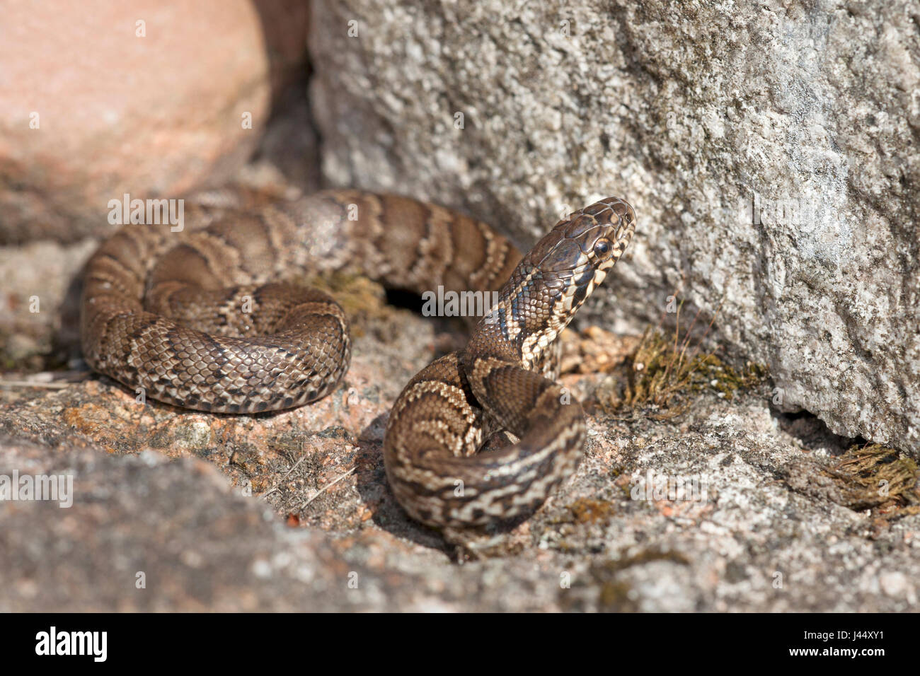Rat snake hi-res stock photography and images - Alamy