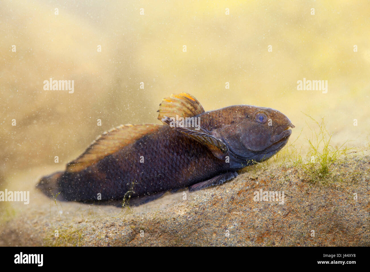 Male tubenose goby in breeding colours Stock Photo - Alamy