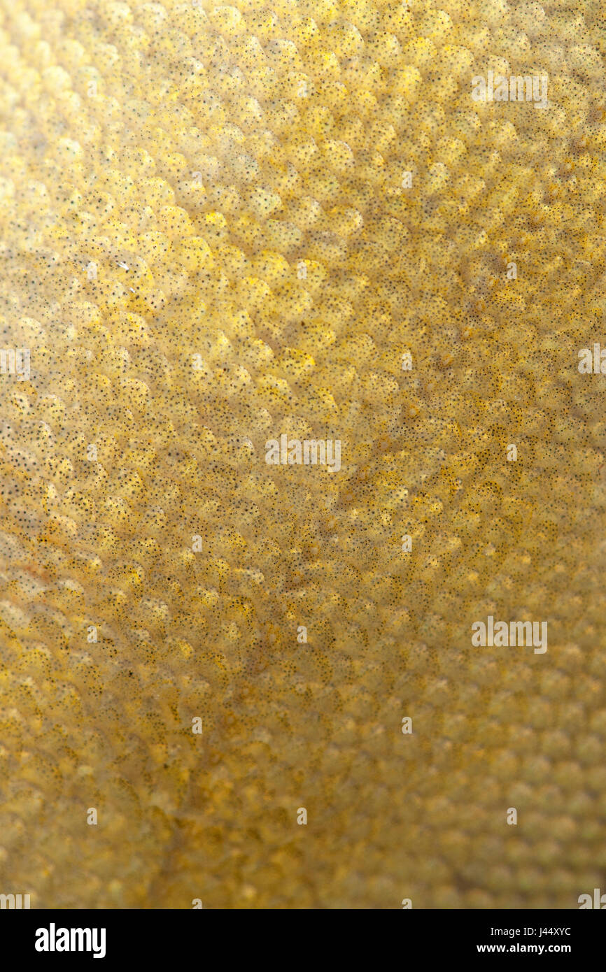 Abstract scales hi-res stock photography and images - Alamy