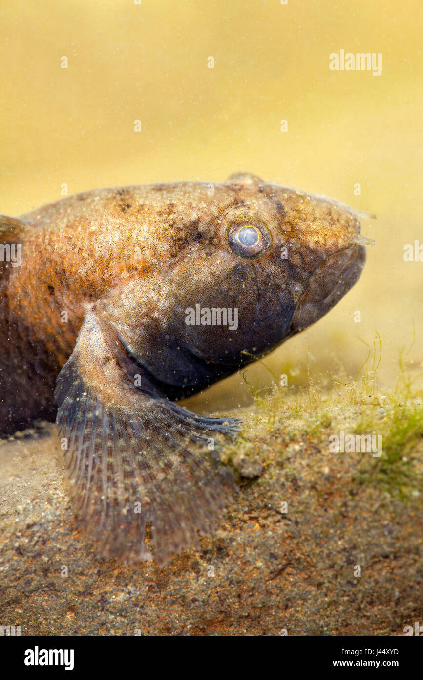 portrait of a tubenose goby Stock Photo - Alamy