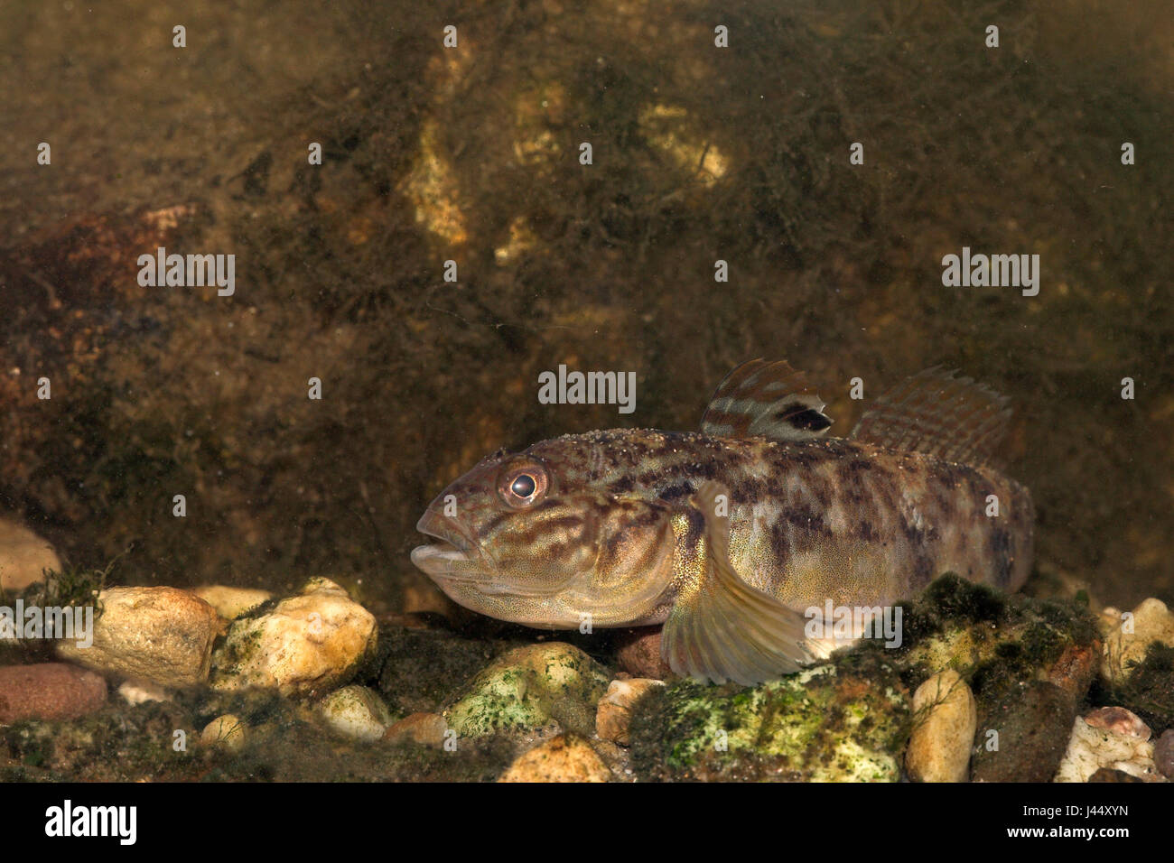 Invasive species round goby neogobius hi-res stock photography and ...