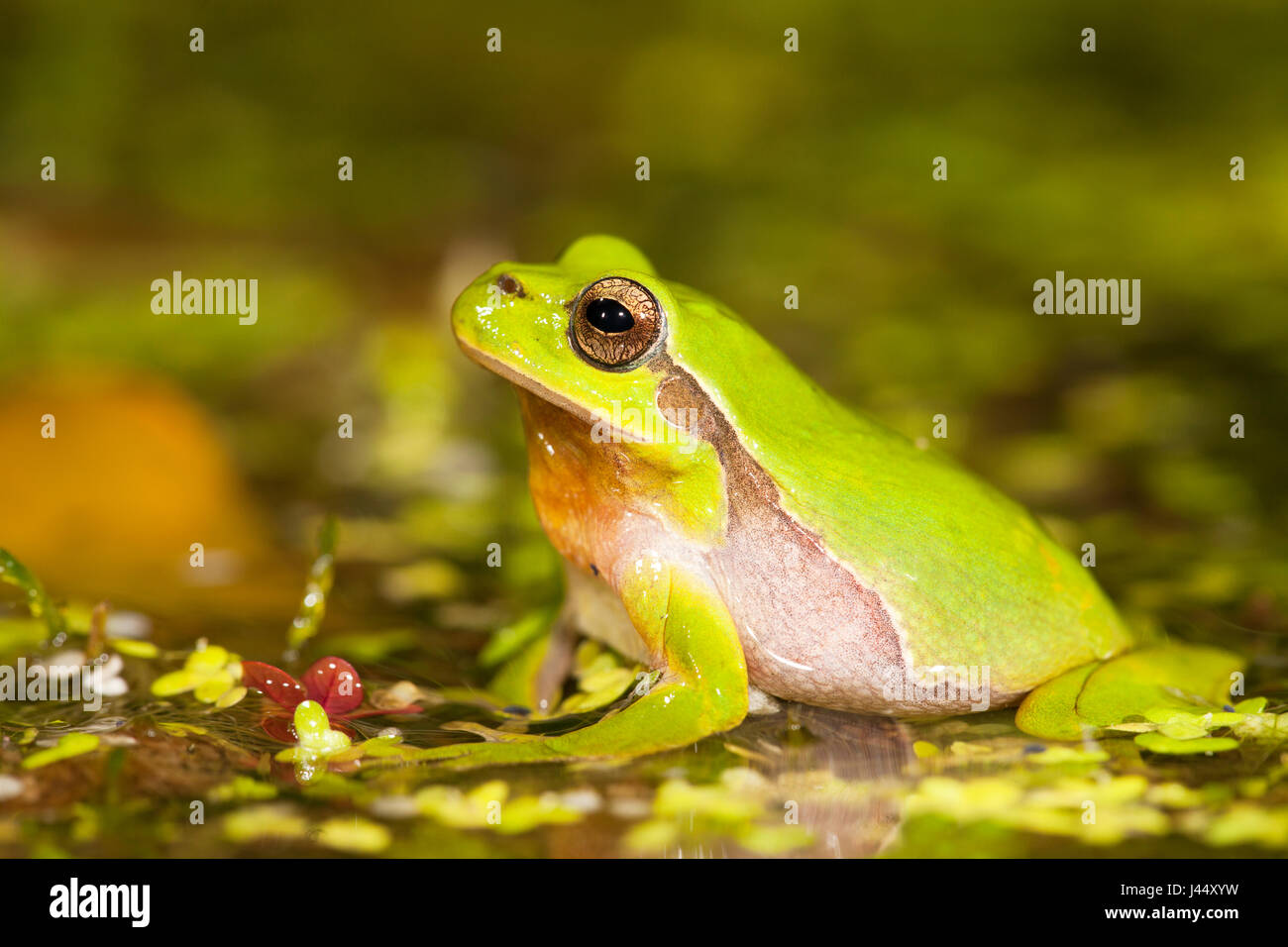 photo of a male common tree frog in the breeding pond at night Stock ...