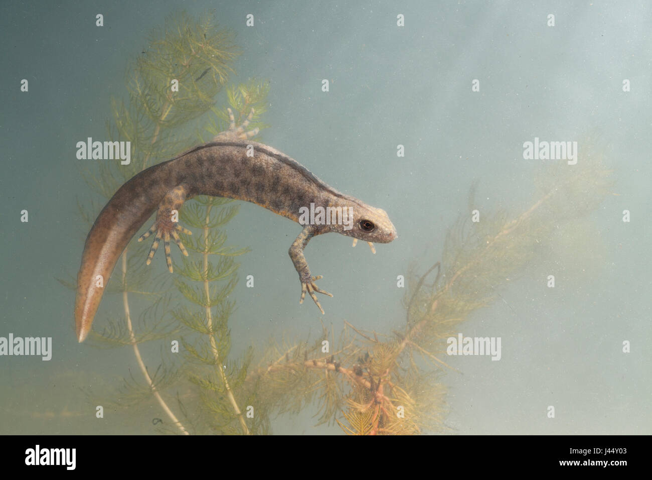 Crested newt hi-res stock photography and images - Alamy