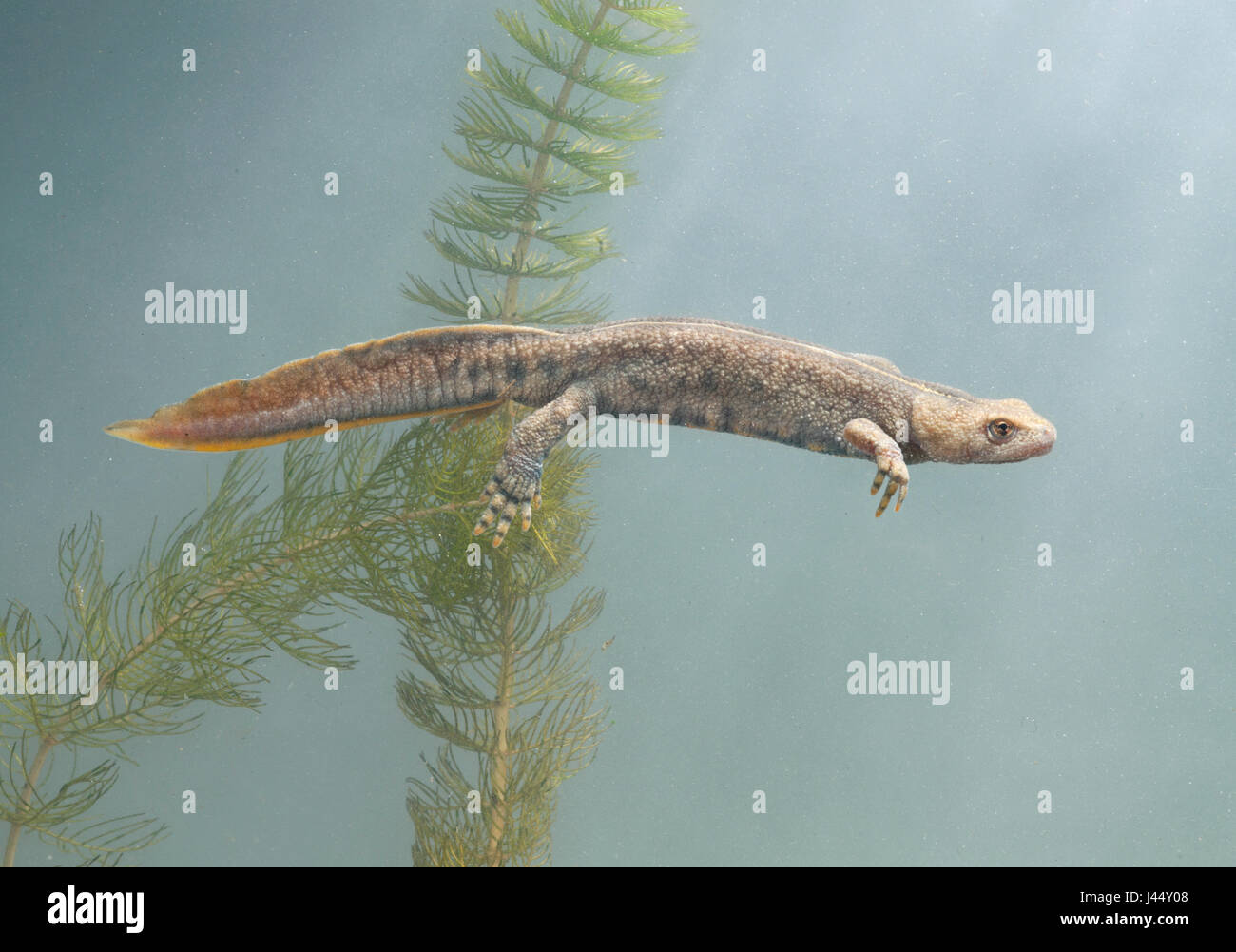 photo of a Italian crested newt female with the characteristic yellow ...