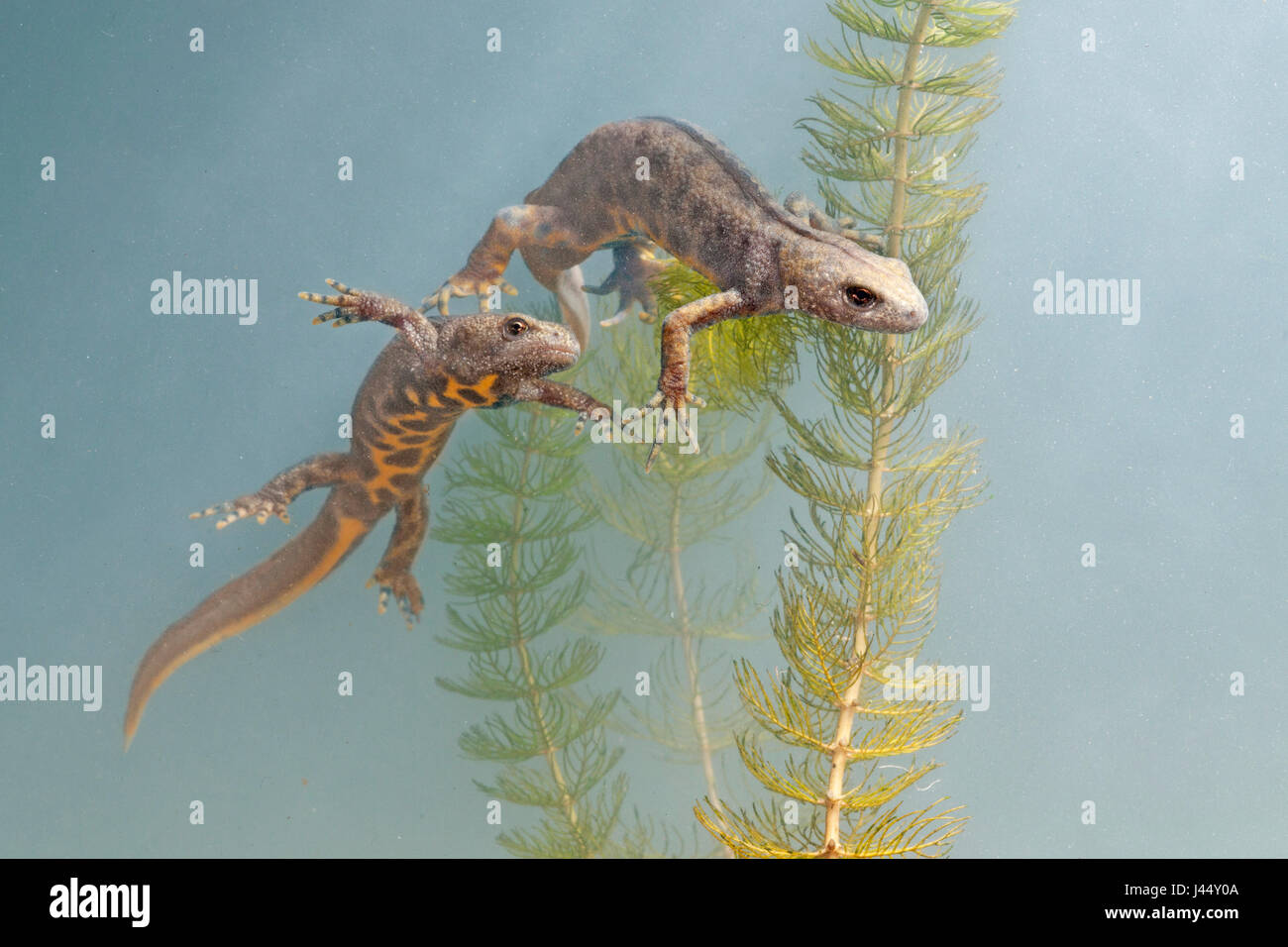 Photo of a couple Italian crested newts (female on the left, male on ...
