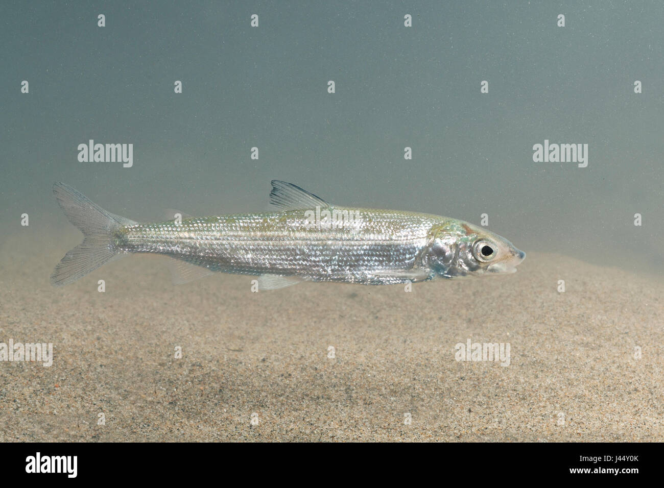 photo of houting from the IJsselmeer lake in the Netherlands Stock ...