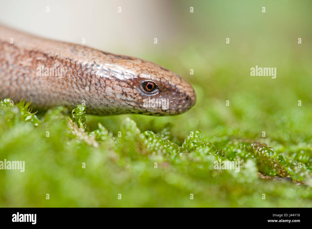 Slow worm portret Stock Photo - Alamy