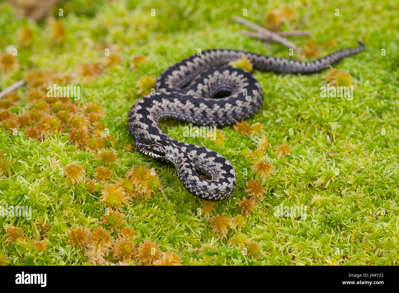 photo of a male common viper Stock Photo - Alamy