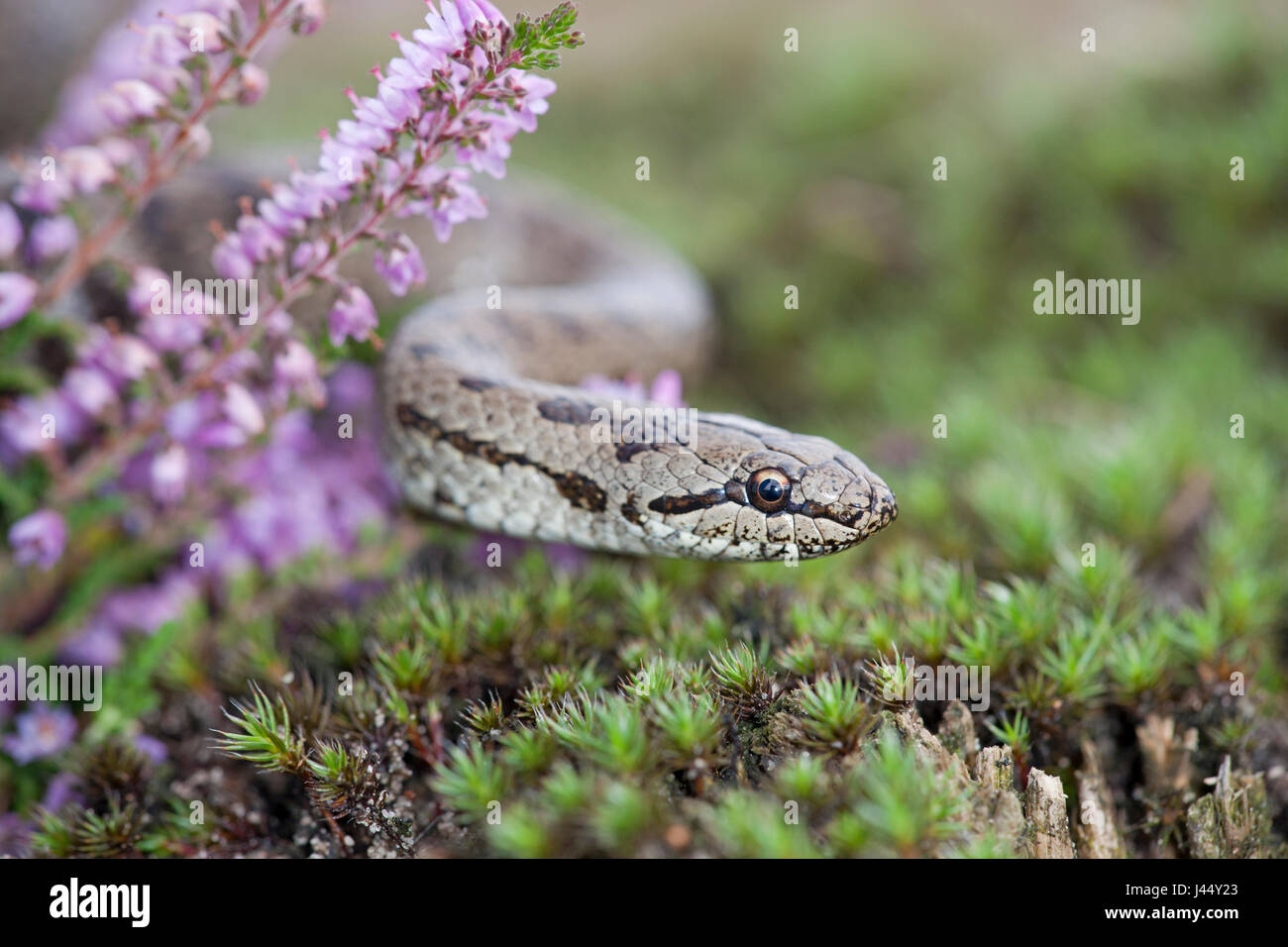 portrait of a smooth snake between heather Stock Photo - Alamy