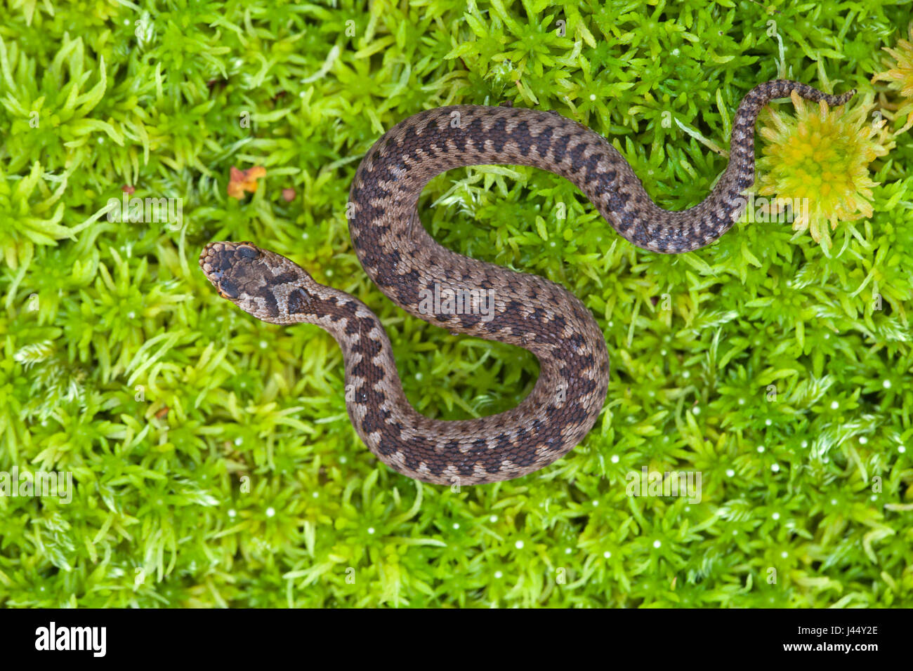 Baby viper snake hi-res stock photography and images - Alamy