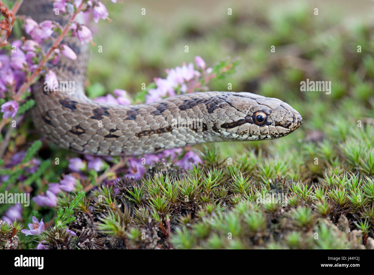 portrait of a smooth snake between heather Stock Photo - Alamy