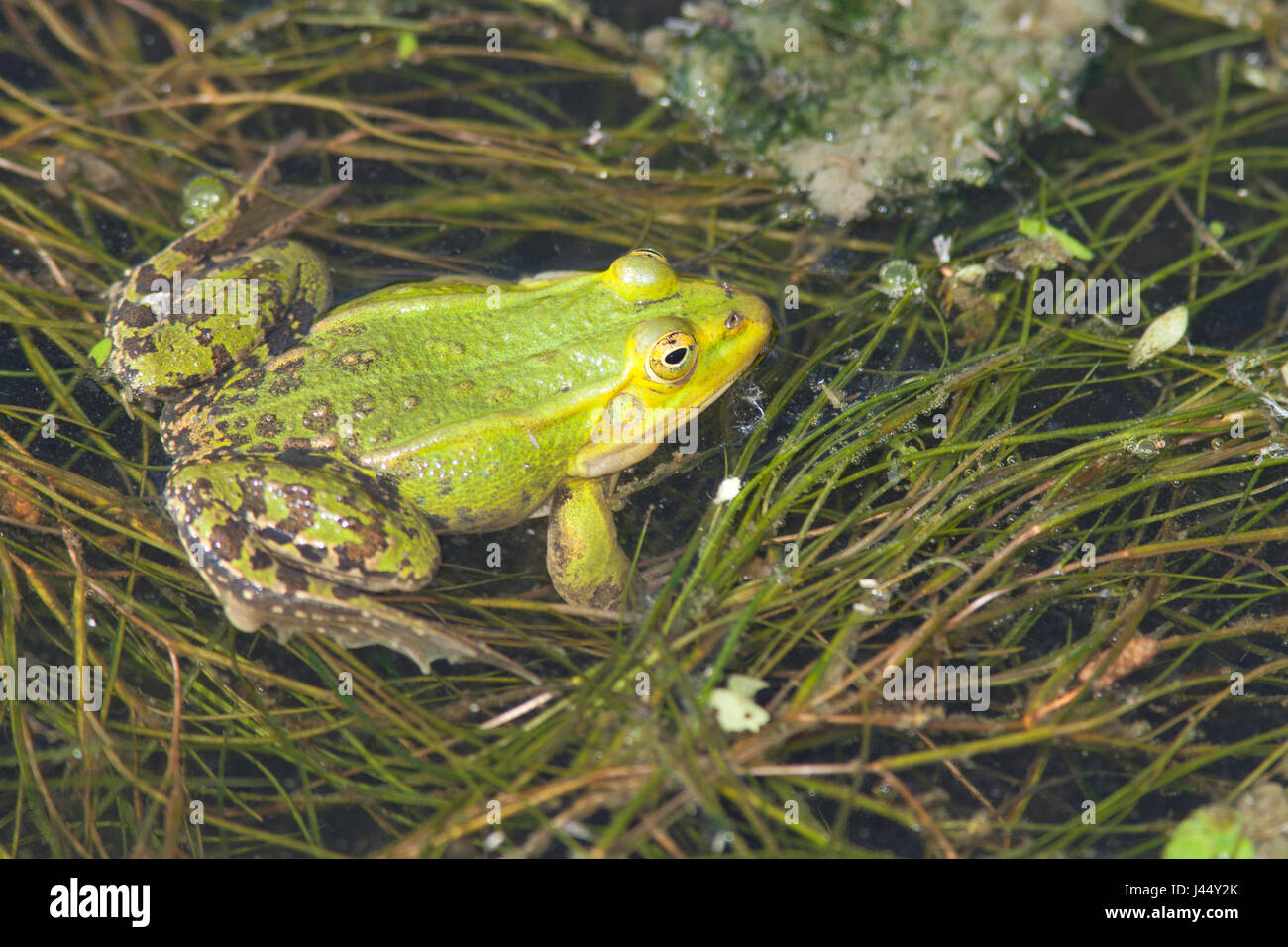 photo of a male pool frog in the water Stock Photo - Alamy