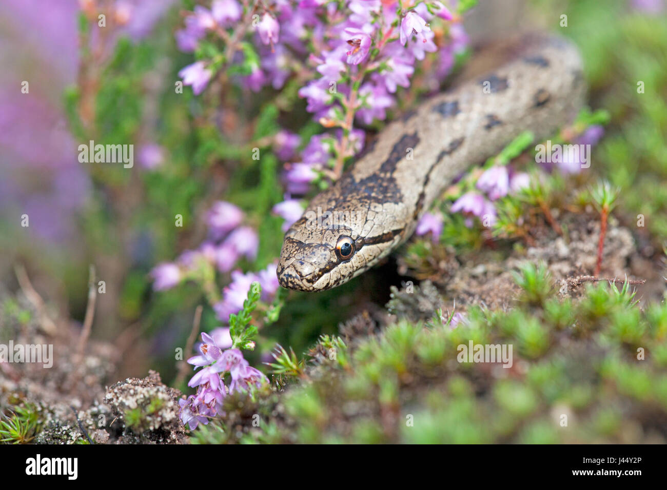 Heathland snake hi-res stock photography and images - Alamy