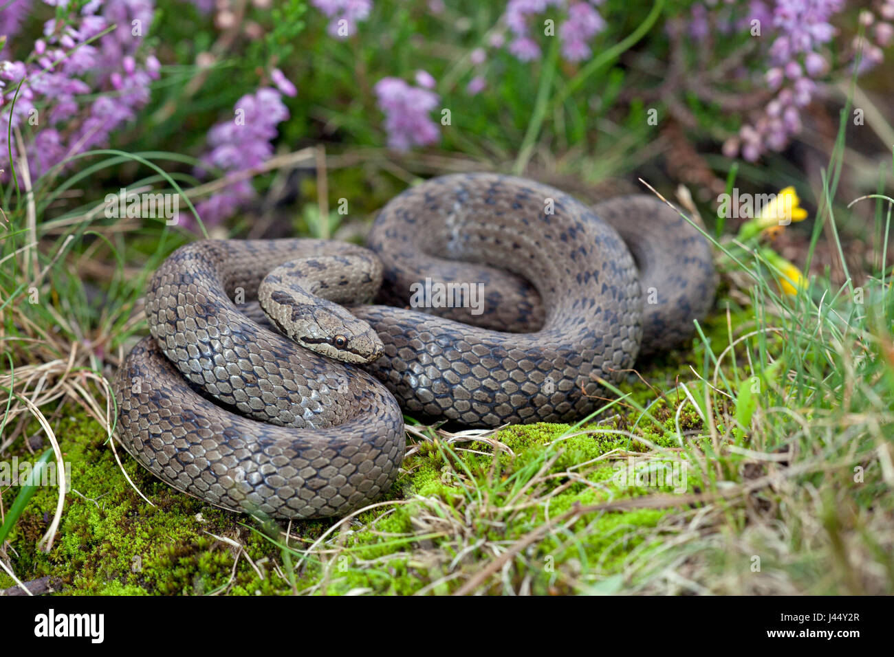 photo of a basking smooth snake between heather Stock Photo - Alamy