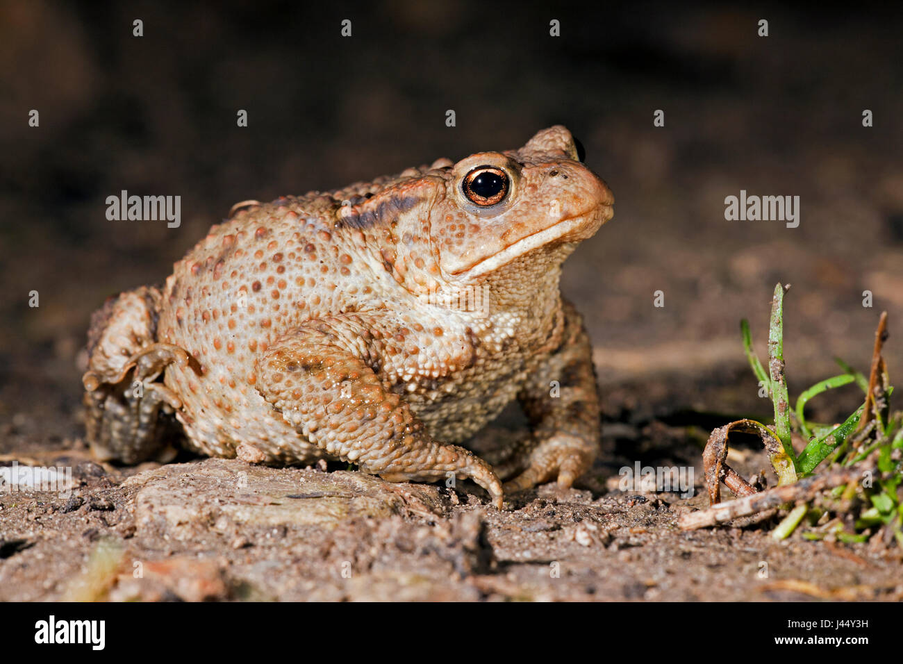 photo of a female common toad during the night Stock Photo - Alamy