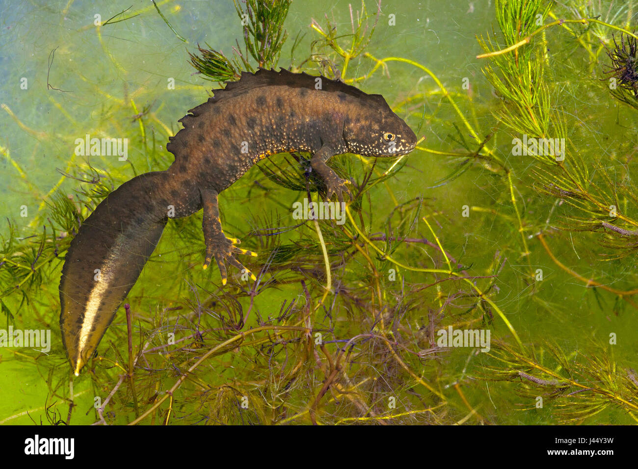 photo of a male great crested newt under water hanging on the green ...