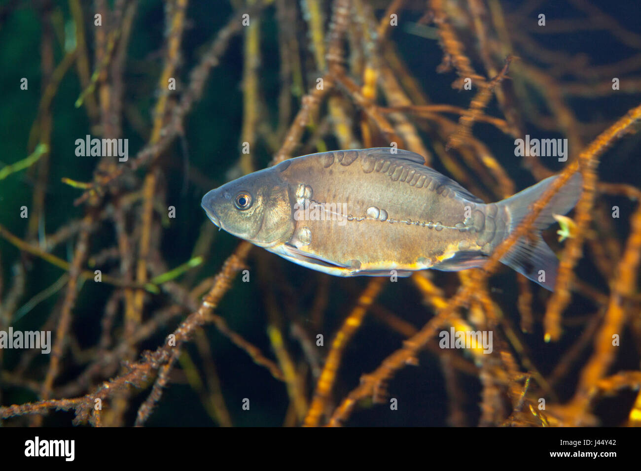 Common carp hi-res stock photography and images - Alamy