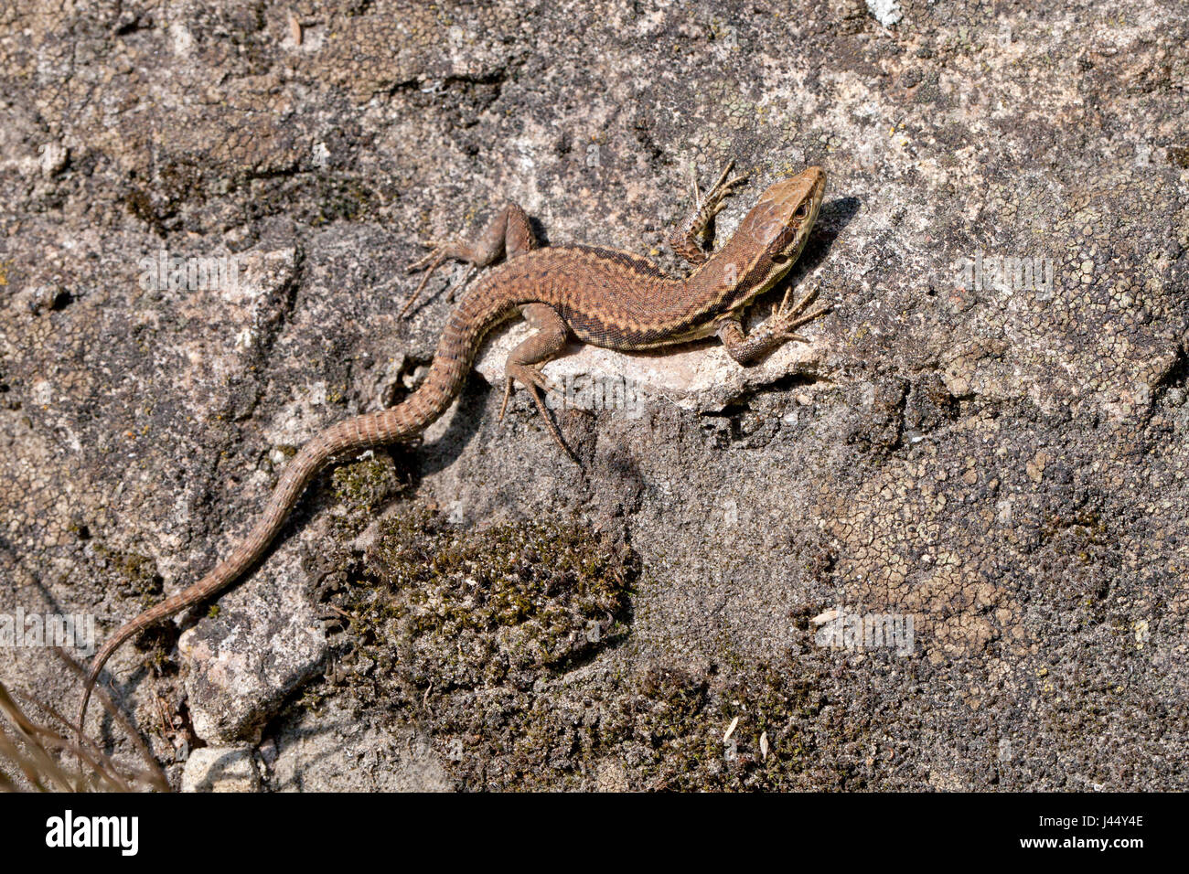 photo of a common wall lizard basking Stock Photo - Alamy