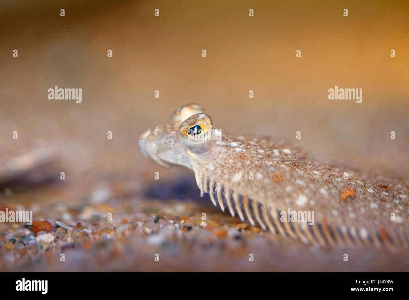 portrait of a European plaice Stock Photo - Alamy