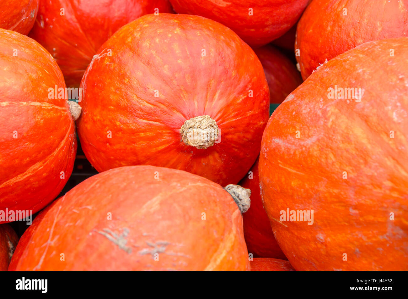 Harvested huge red pumpkins Stock Photo - Alamy