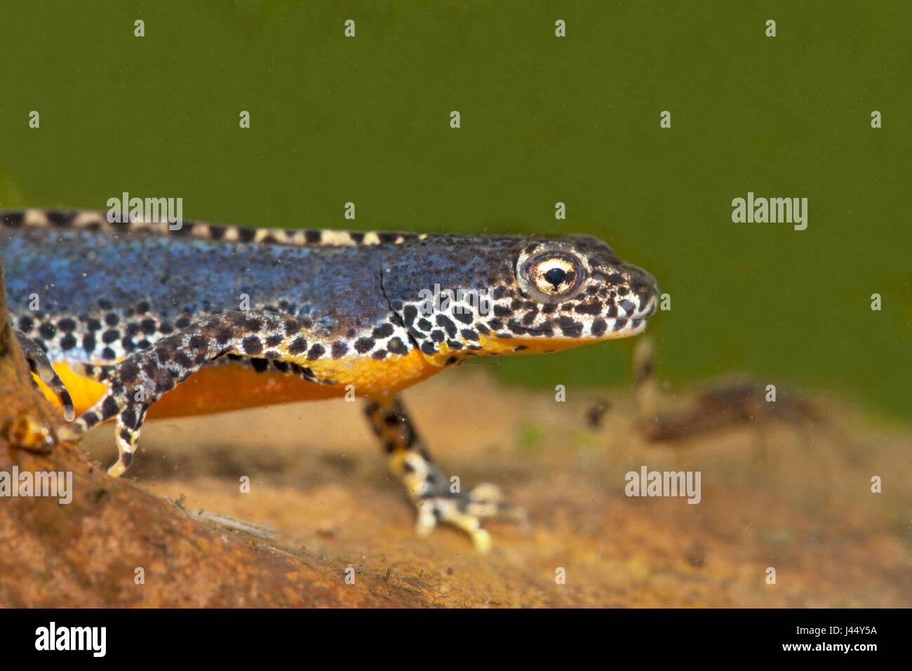 Alpine newt male hi-res stock photography and images - Alamy