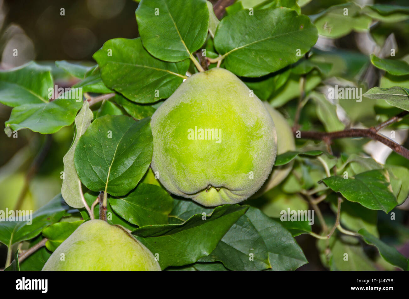 Quince (Cydonia oblonga) foliage and ripening fruit Stock Photo - Alamy