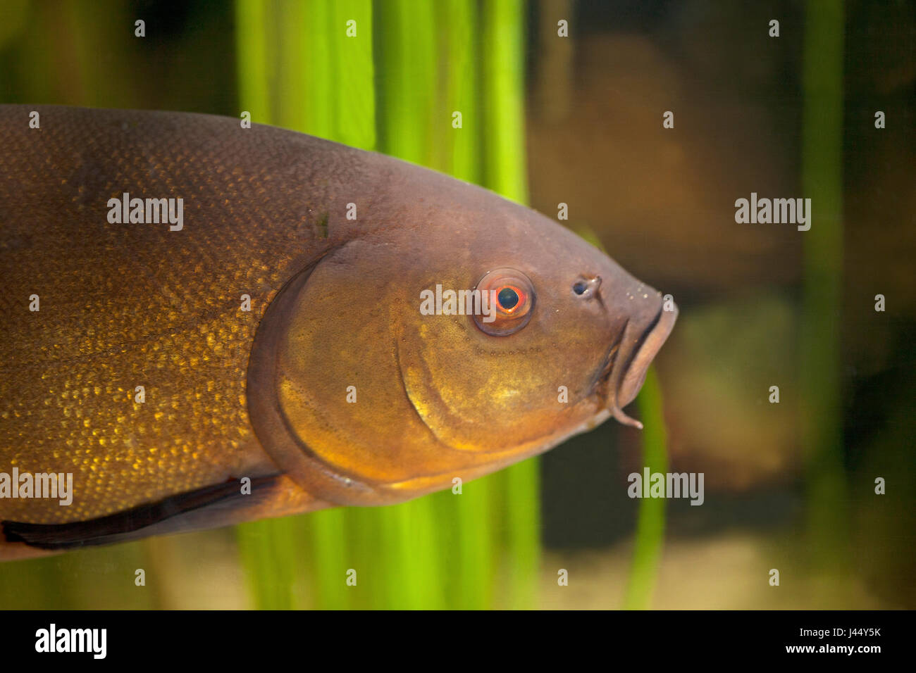 Tench fish hi-res stock photography and images - Alamy