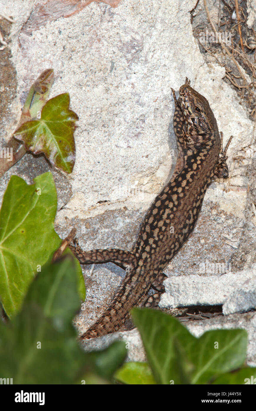 vertical photo of a wall lizard Stock Photo - Alamy
