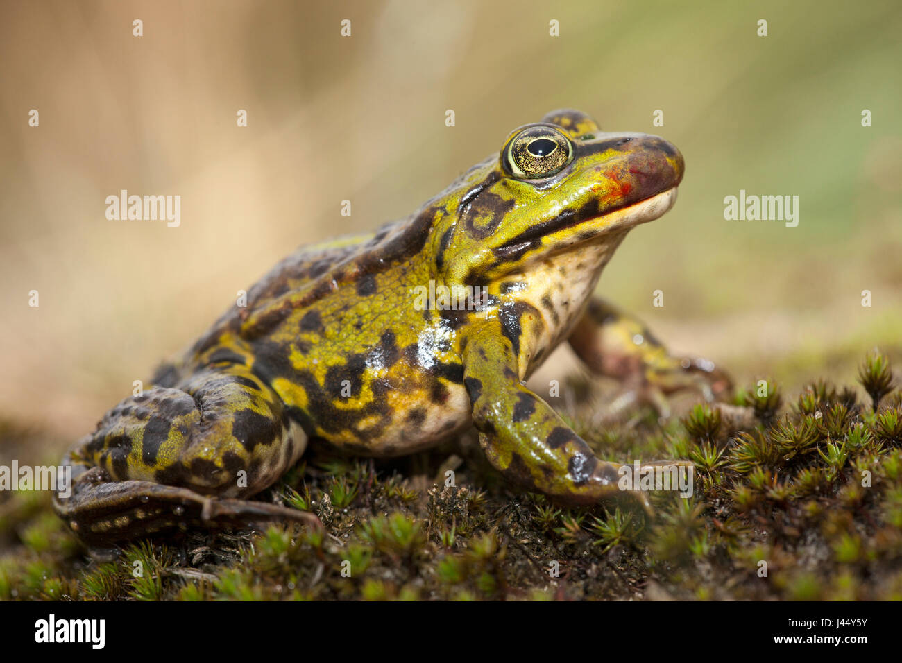 Ranavirus hi-res stock photography and images - Alamy