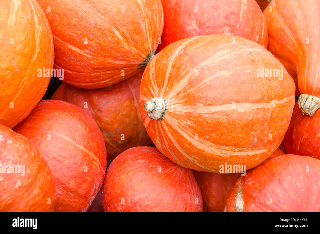 Harvested huge red pumpkins Stock Photo - Alamy