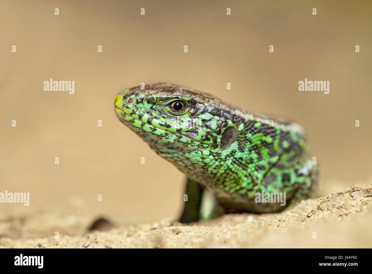 photo of a green male sand lizard Stock Photo - Alamy
