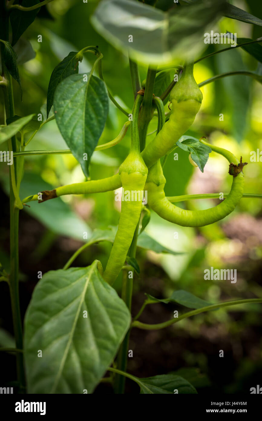 Chilli plants greenhouse hi-res stock photography and images - Alamy