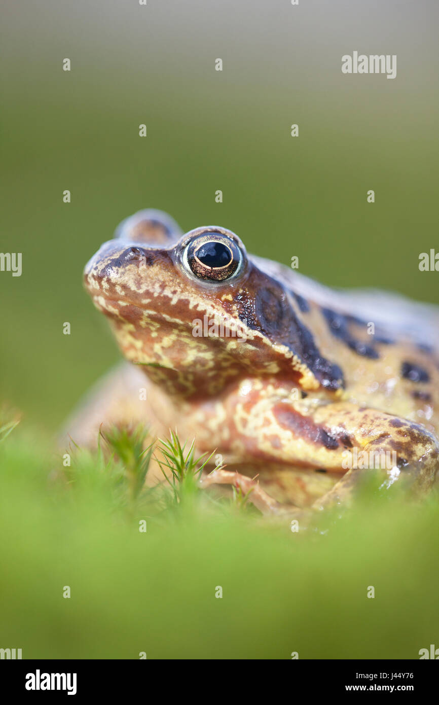 vertical portrait of a female common frog Stock Photo - Alamy