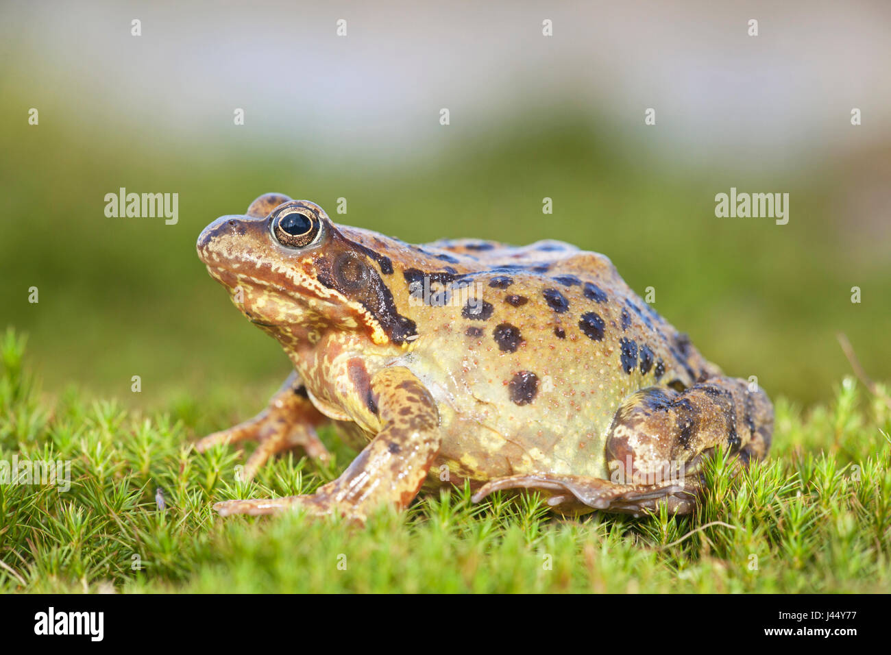 Fat frog hi-res stock photography and images - Alamy