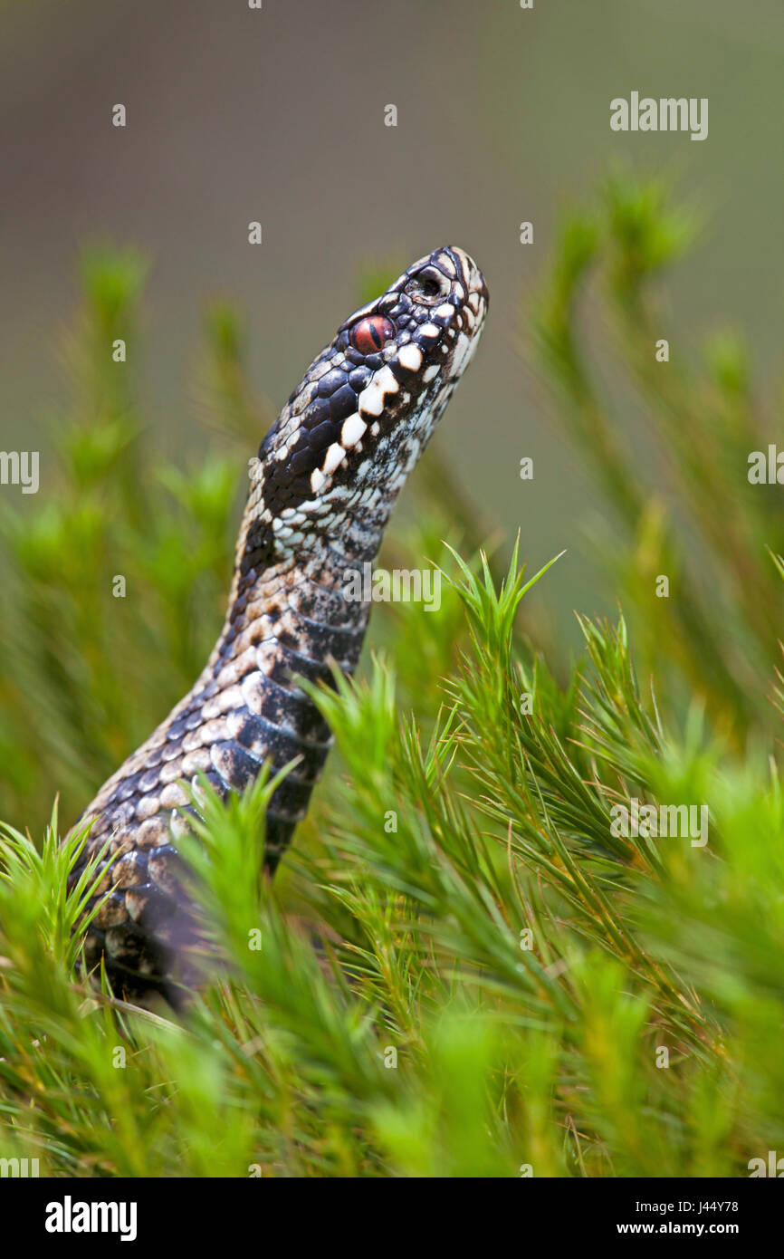 Common viper between moss Stock Photo - Alamy