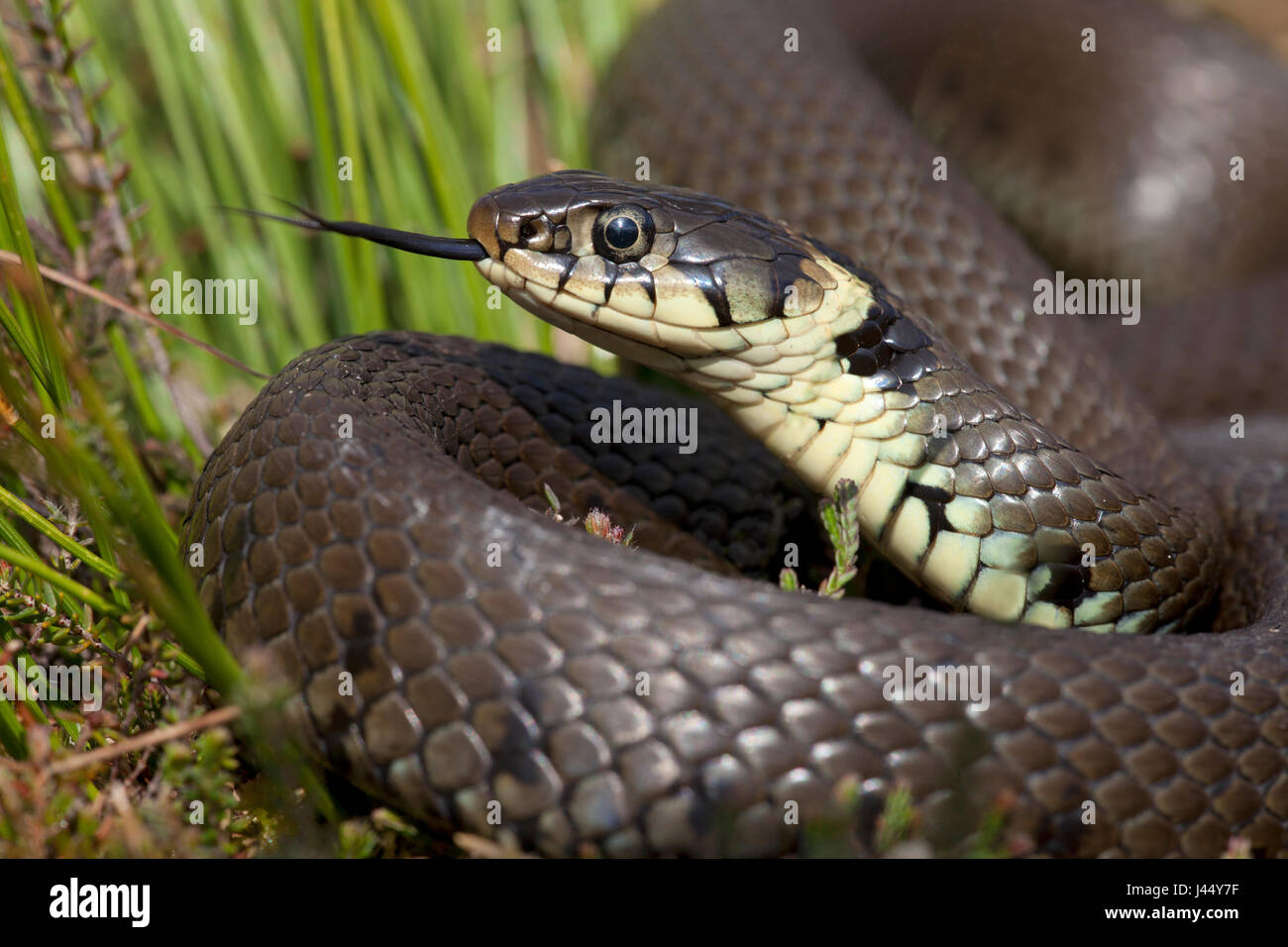Photo of snakes hi-res stock photography and images - Alamy