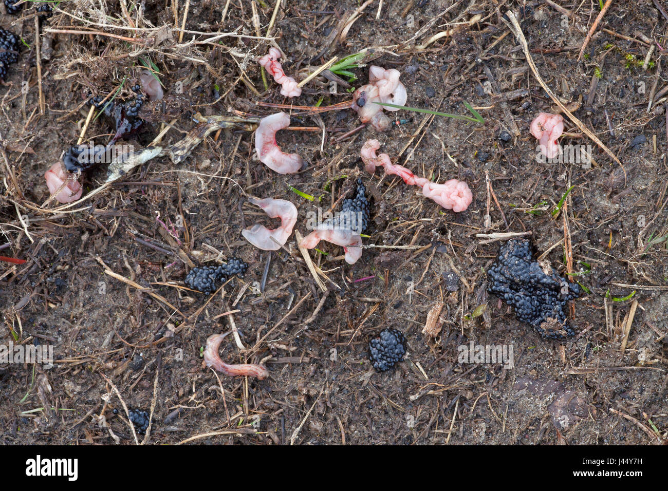 Indigestible disgorged remains of a frog Stock Photo - Alamy