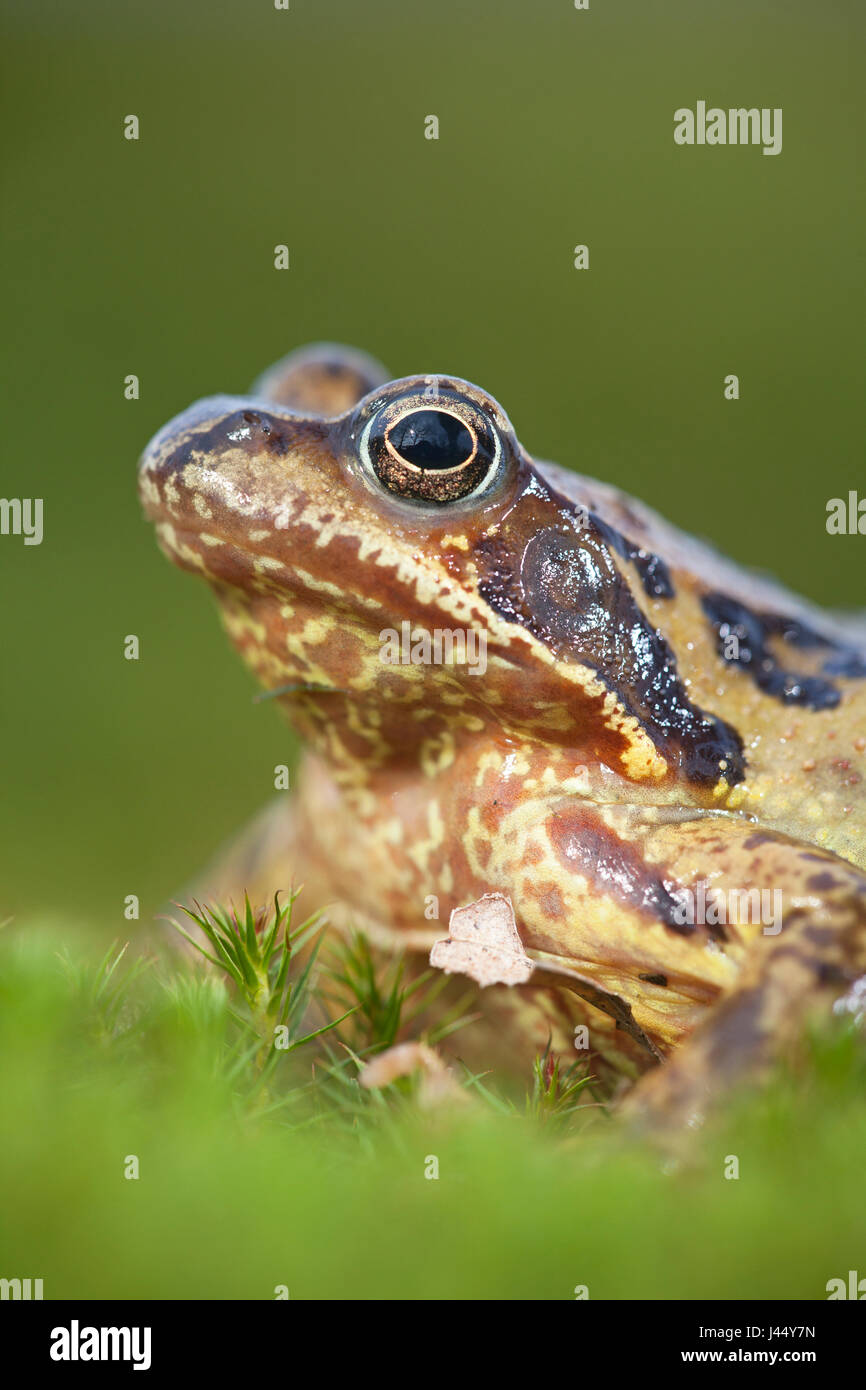 Portrait with vertical garden hi-res stock photography and images - Alamy
