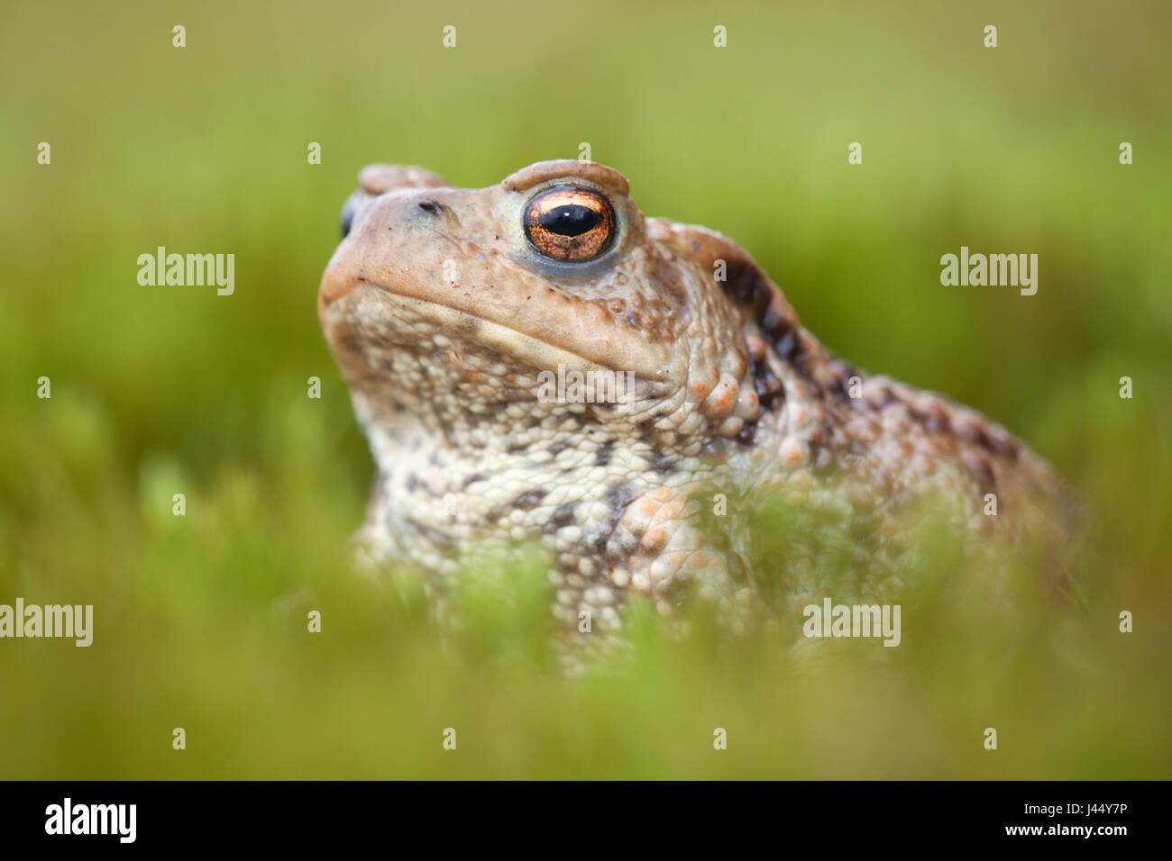 portrait of a common toad Stock Photo - Alamy
