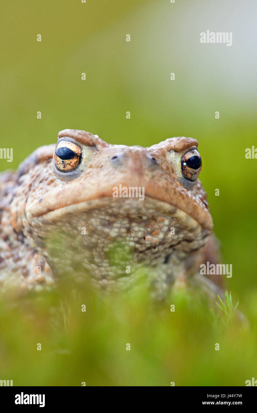 portrait of a common toad Stock Photo - Alamy