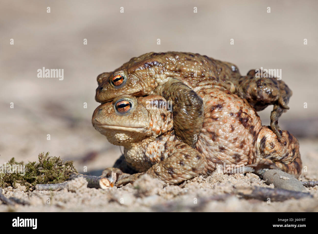 photo of a pair of common toads Stock Photo - Alamy